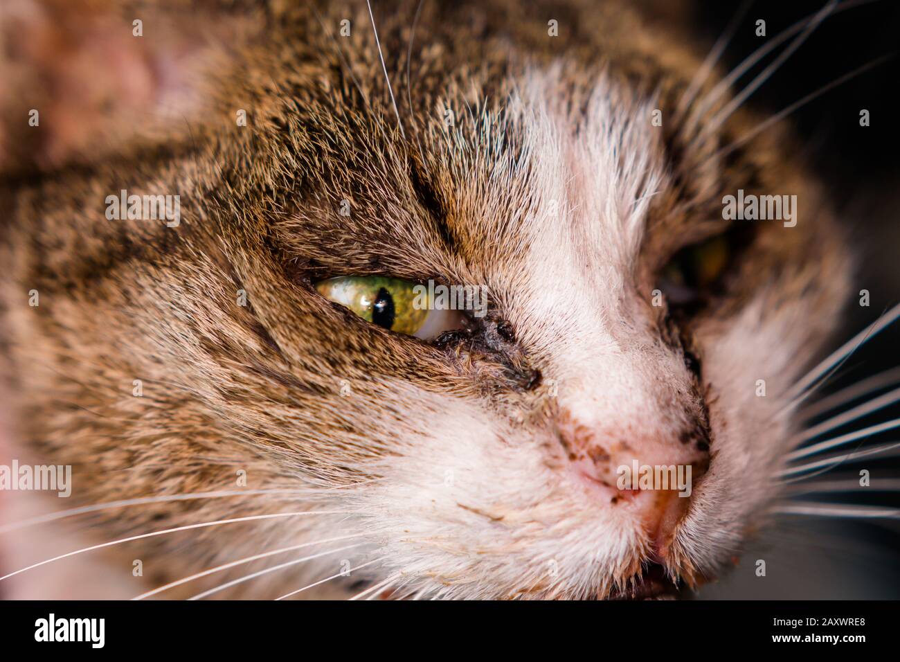 stray cat with conjunctivitis and rhinitis Stock Photo - Alamy