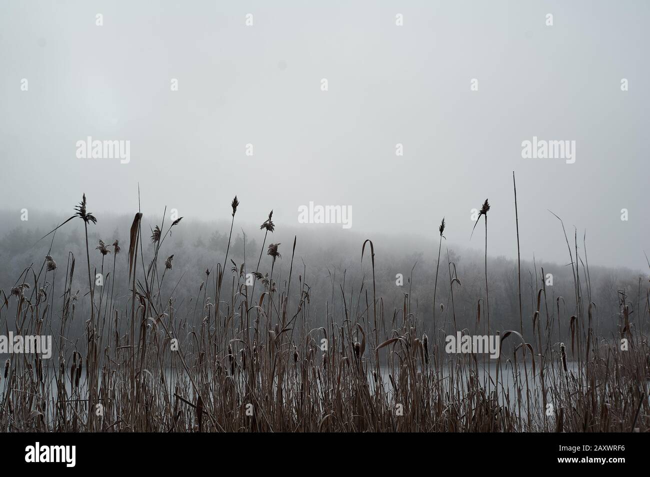 frozen reeds near the water in winter, during a fog covered with frost ...