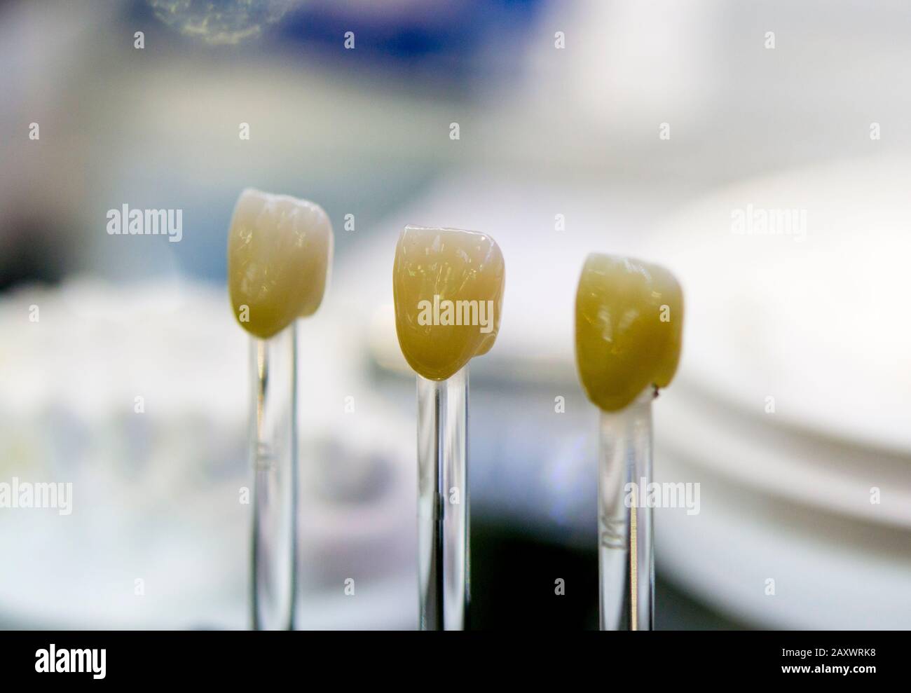 several models artificial human dental crown close-up Stock Photo - Alamy