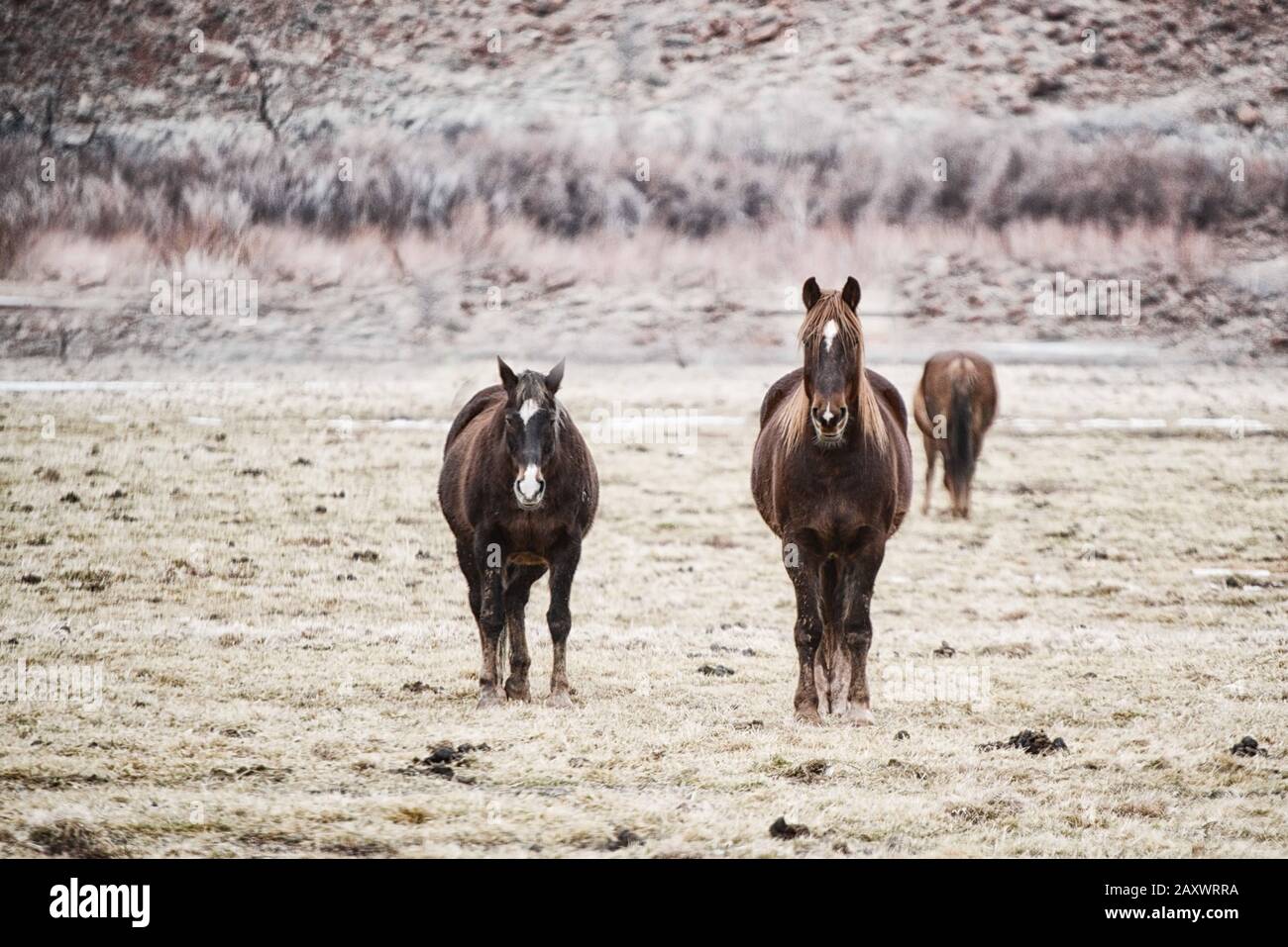 Wild Horses range in an open field Stock Photo - Alamy