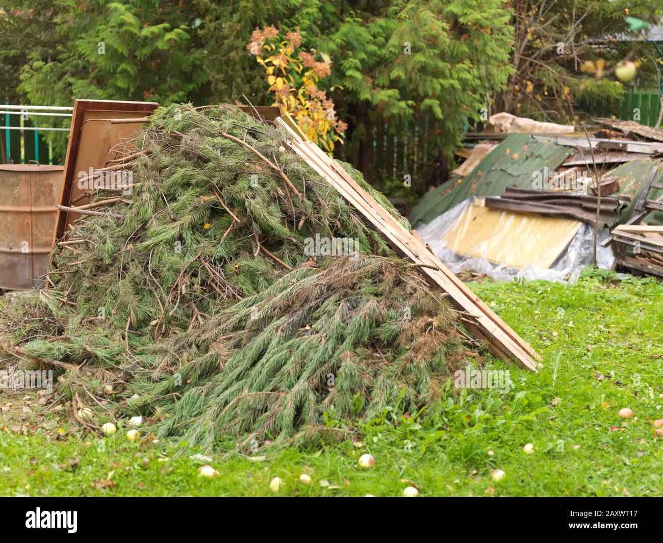 Cut fir tree branches arranged in pile to be burned, backyard scene ...