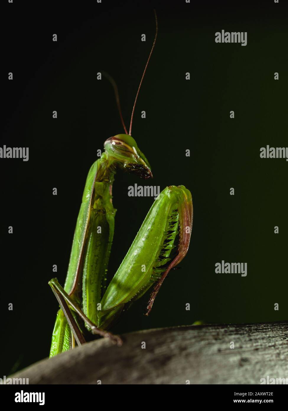 Preying Mantis Hunting High Resolution Stock Photography and Images - Alamy