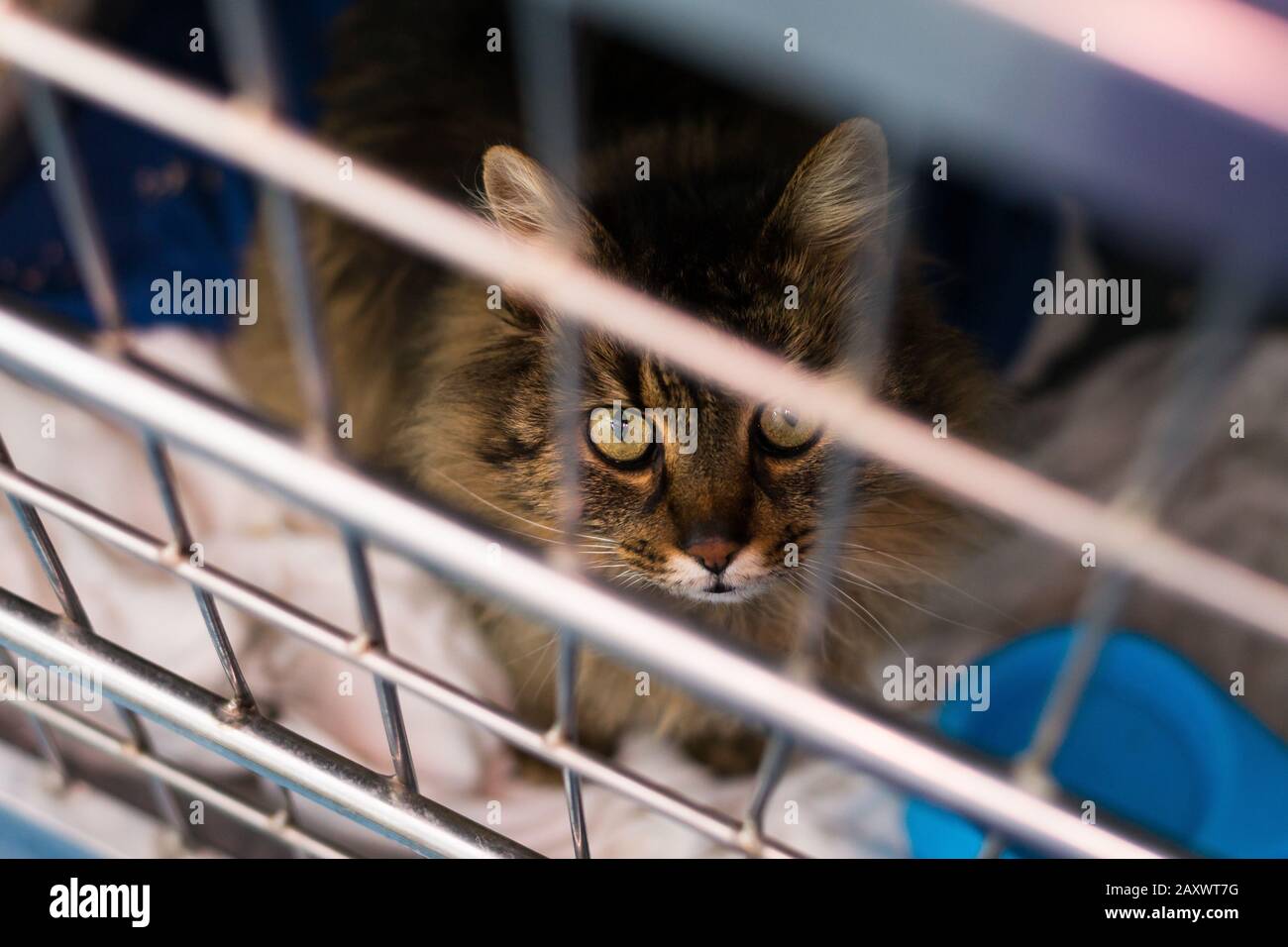 domestic longhair cat breed in the cage at the veterinary clinic Stock ...