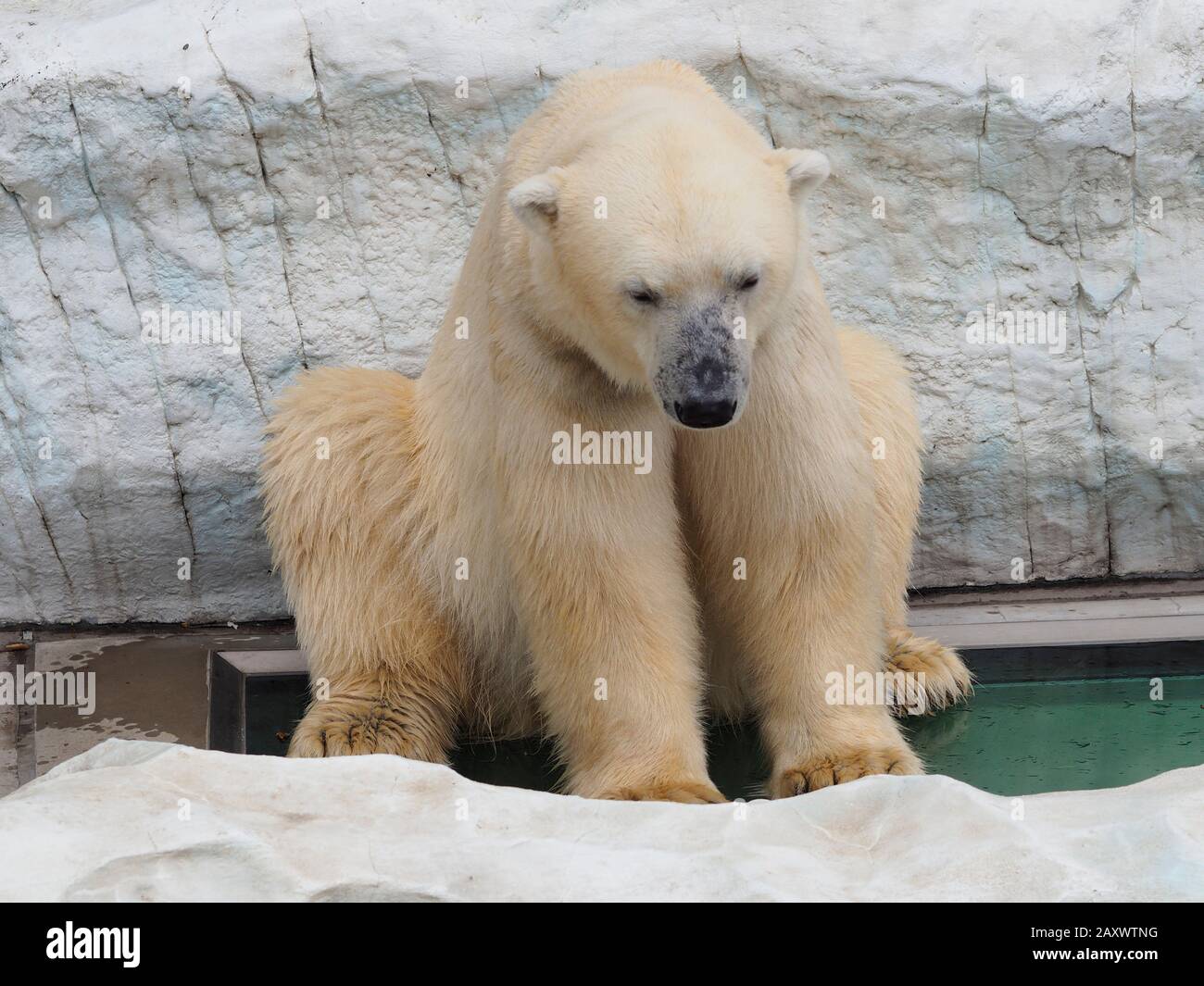 Polar bear (ursus maritimus) in a zoo compound Stock Photo - Alamy