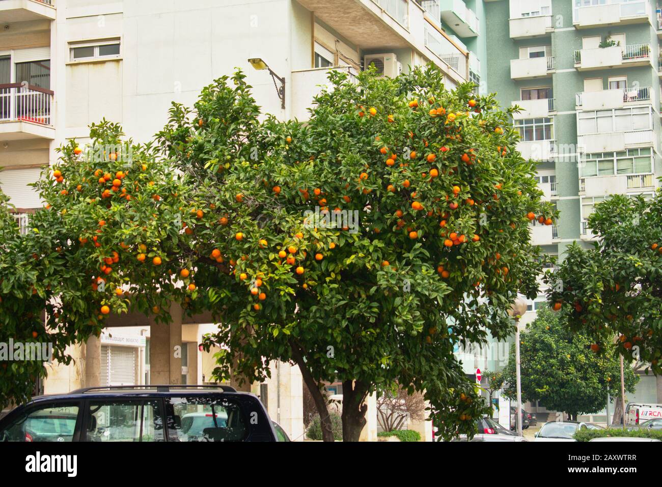 Orange tree growing and blooming in residential streets of Lisbon Stock ...