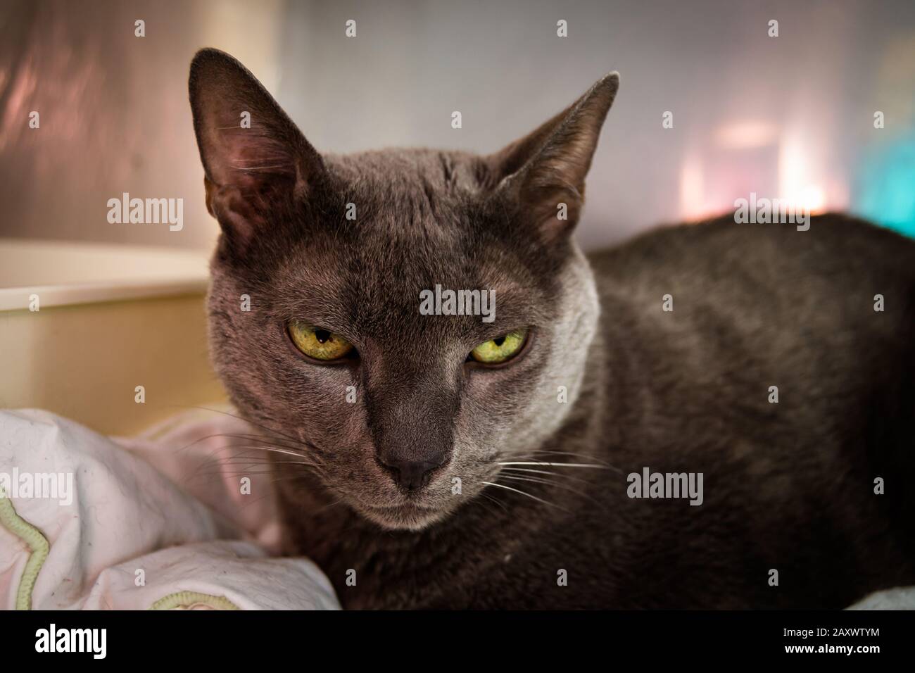 russian blue cat at the veterinary clinic Stock Photo - Alamy