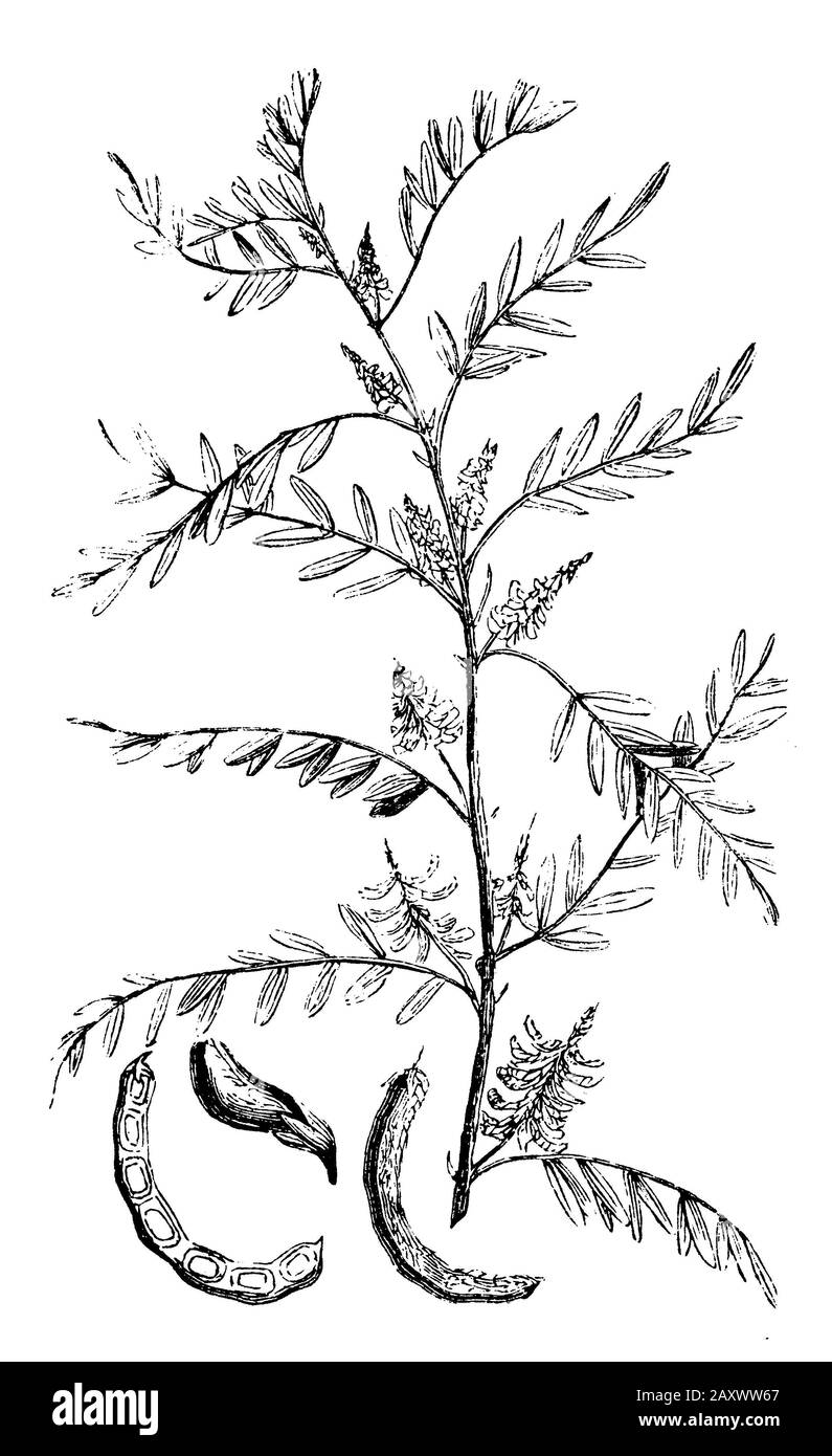 anil indigo, Indigofera suffruticosa, (encyclopedia, 1893 Stock Photo ...