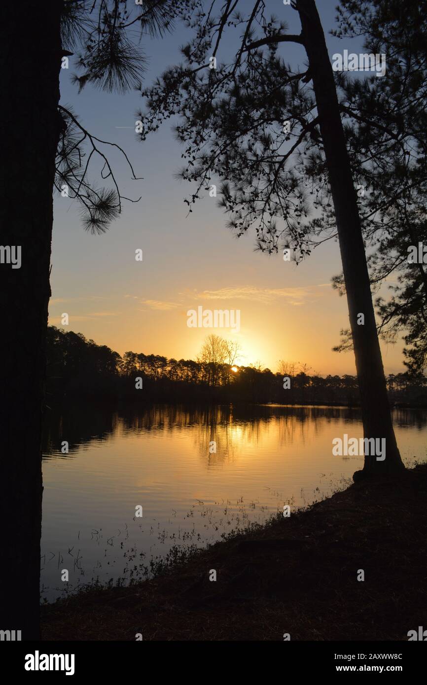Georgia pines hi-res stock photography and images - Alamy