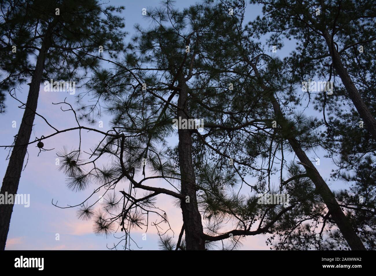 Georgia pines and sky hi-res stock photography and images - Alamy