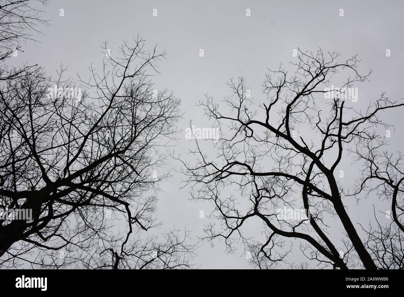 Large Carolinian oak trees silhouetted against winter sky Stock Photo ...