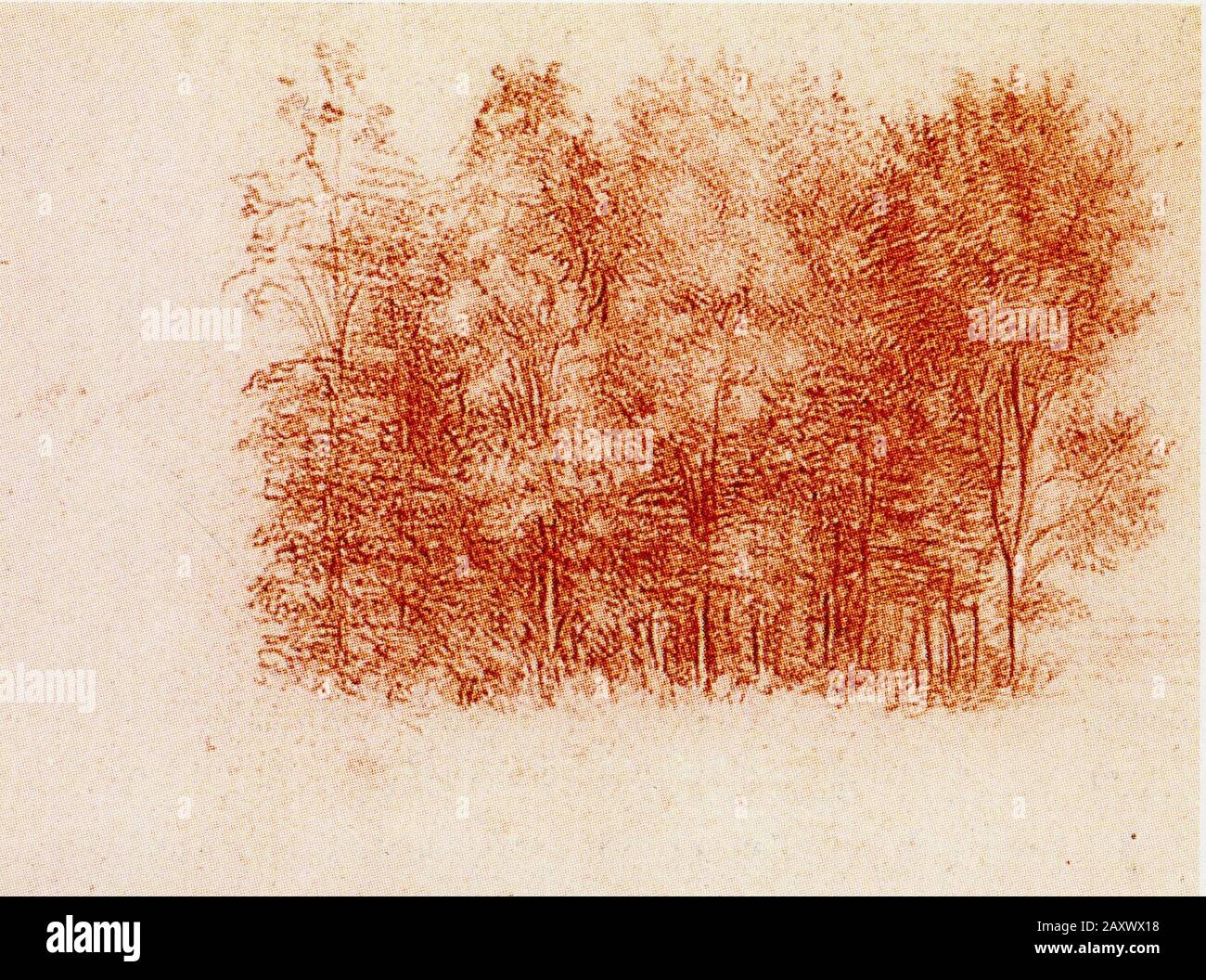 Leonardo Da Vinci. Study of light and Shadow on a Robinia. 1508 Stock ...