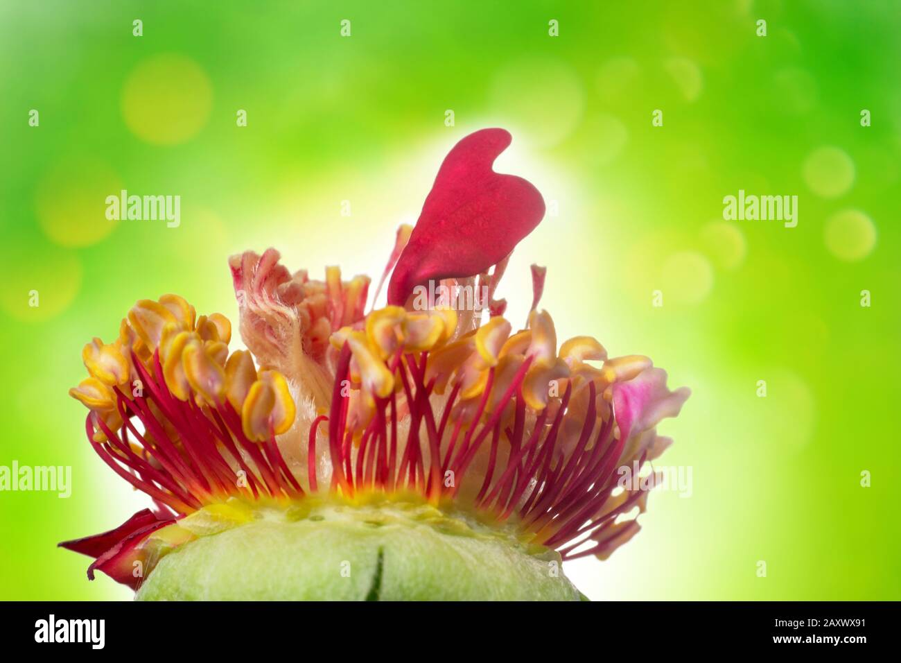 Red rose pollen with a last heart shaped petal in macro Stock Photo - Alamy