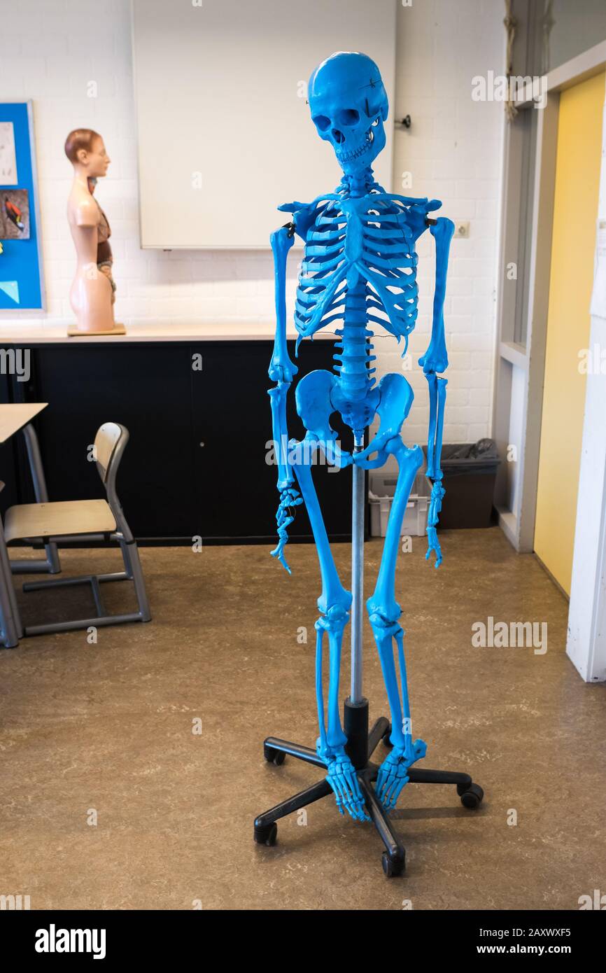Anatomy class hi-res stock photography and images - Alamy