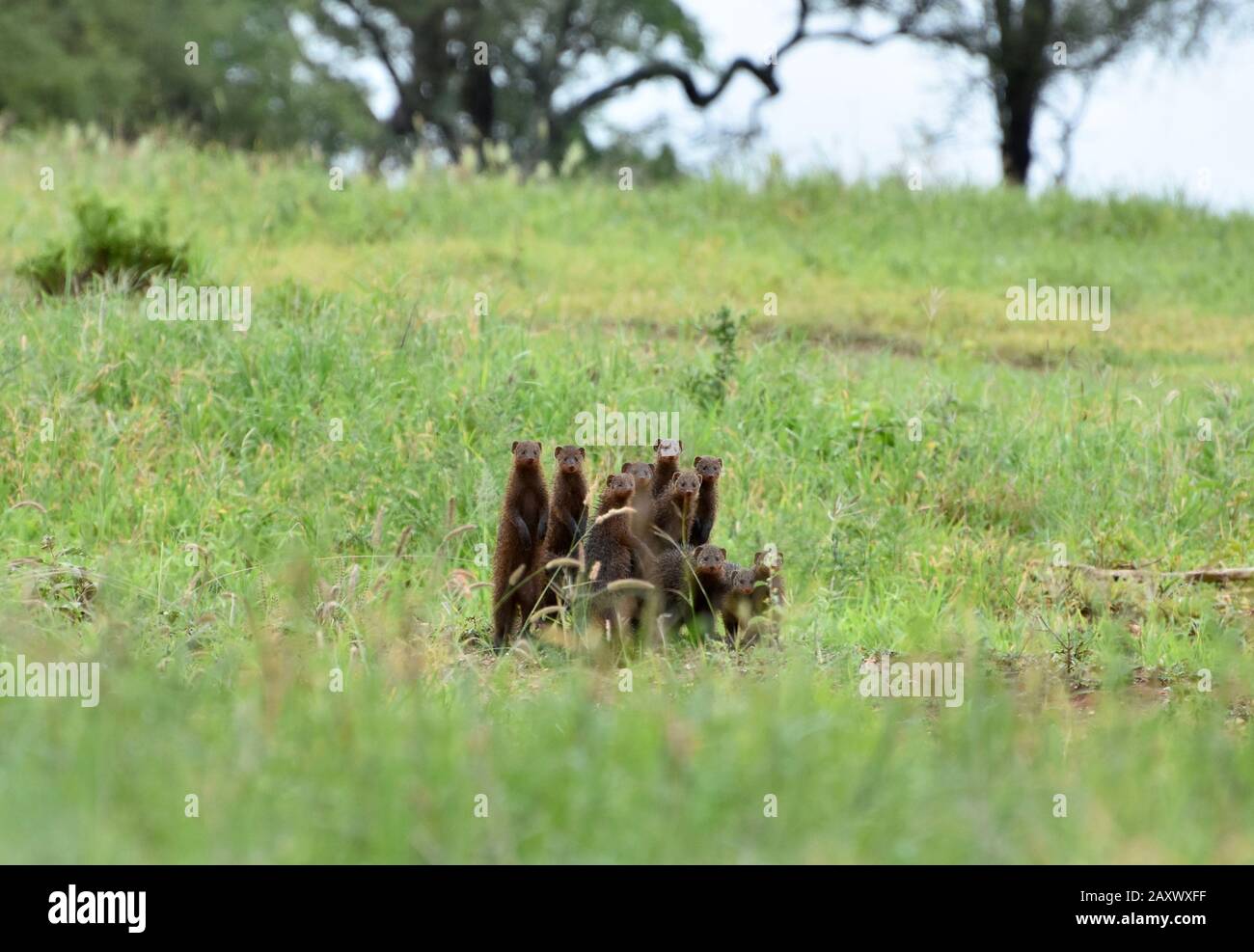 African lookout mongoose hi-res stock photography and images - Alamy