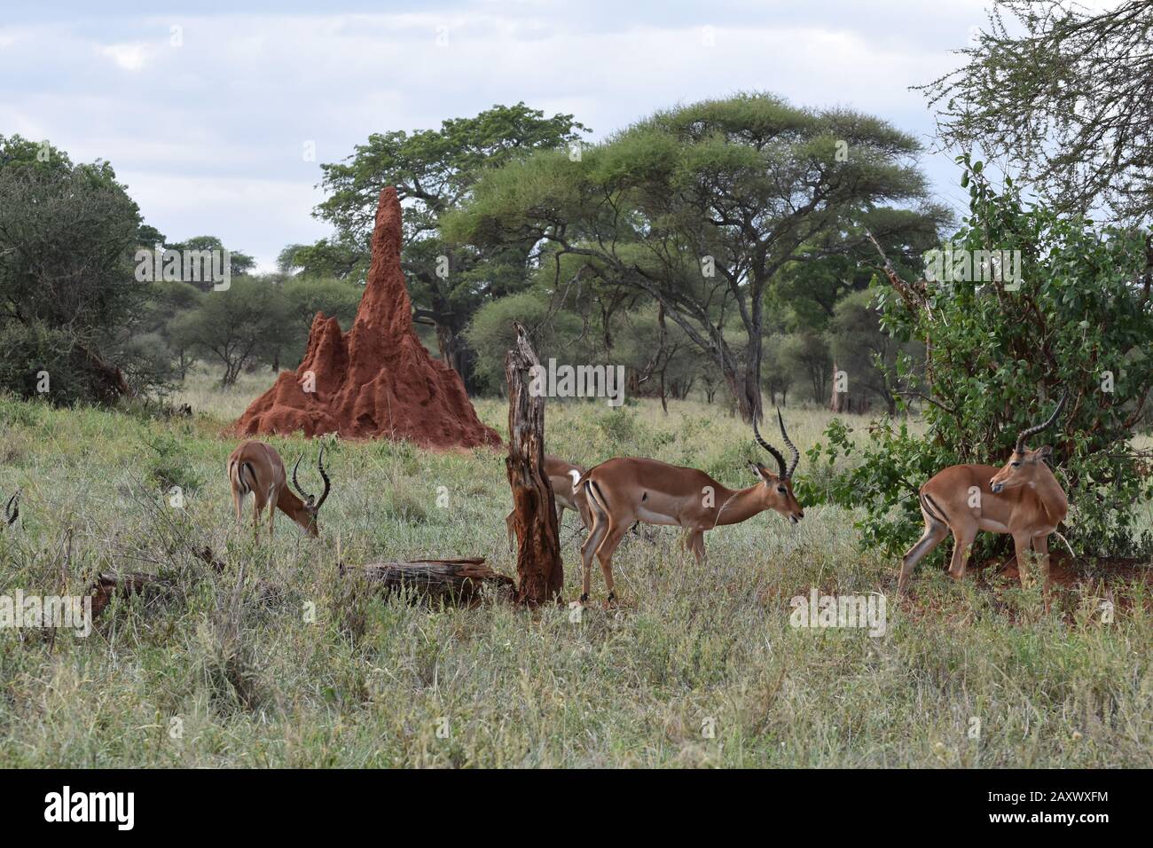 Termite tower hi-res stock photography and images - Alamy