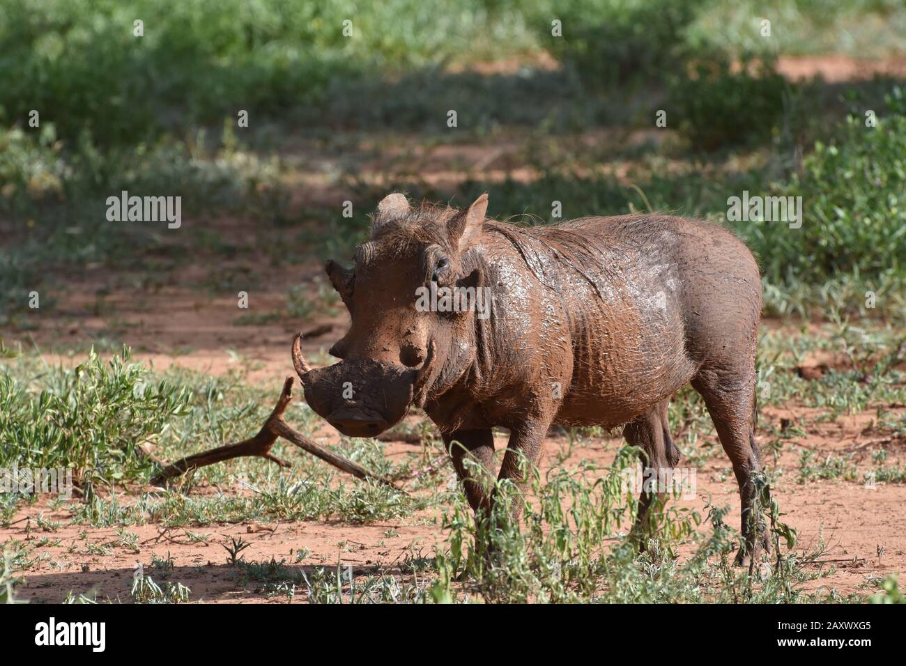 Adult male warthog hi-res stock photography and images - Alamy
