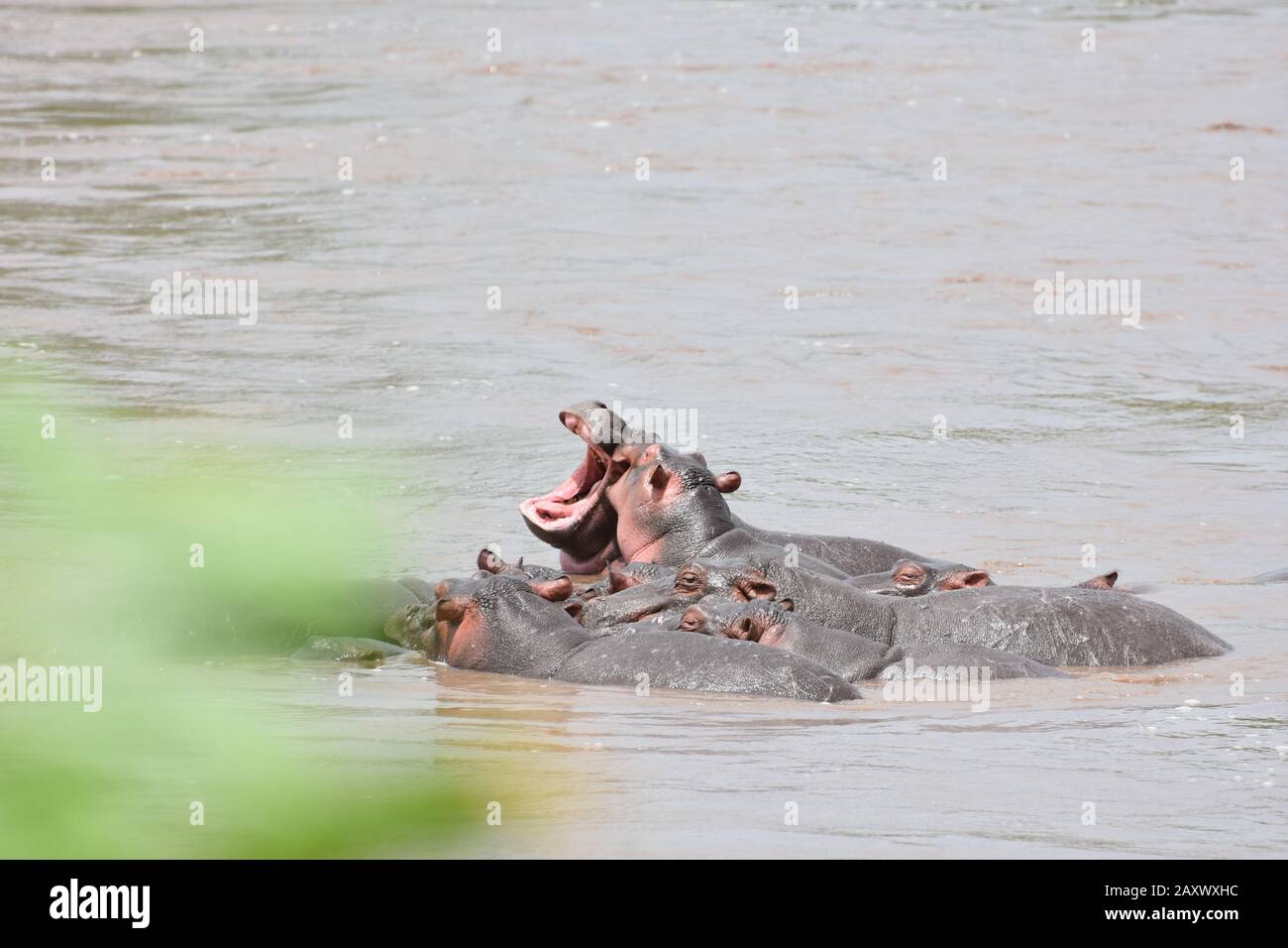 Young Hippos playing in a Hippo Pool in Serengeti National Park ...