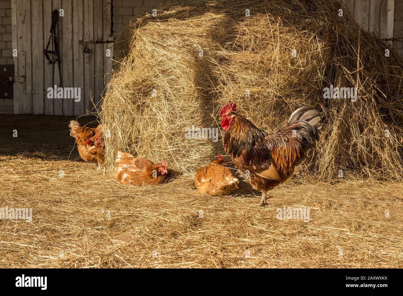 Rooster with chickens walking on a hay at the countryside. flock of ...