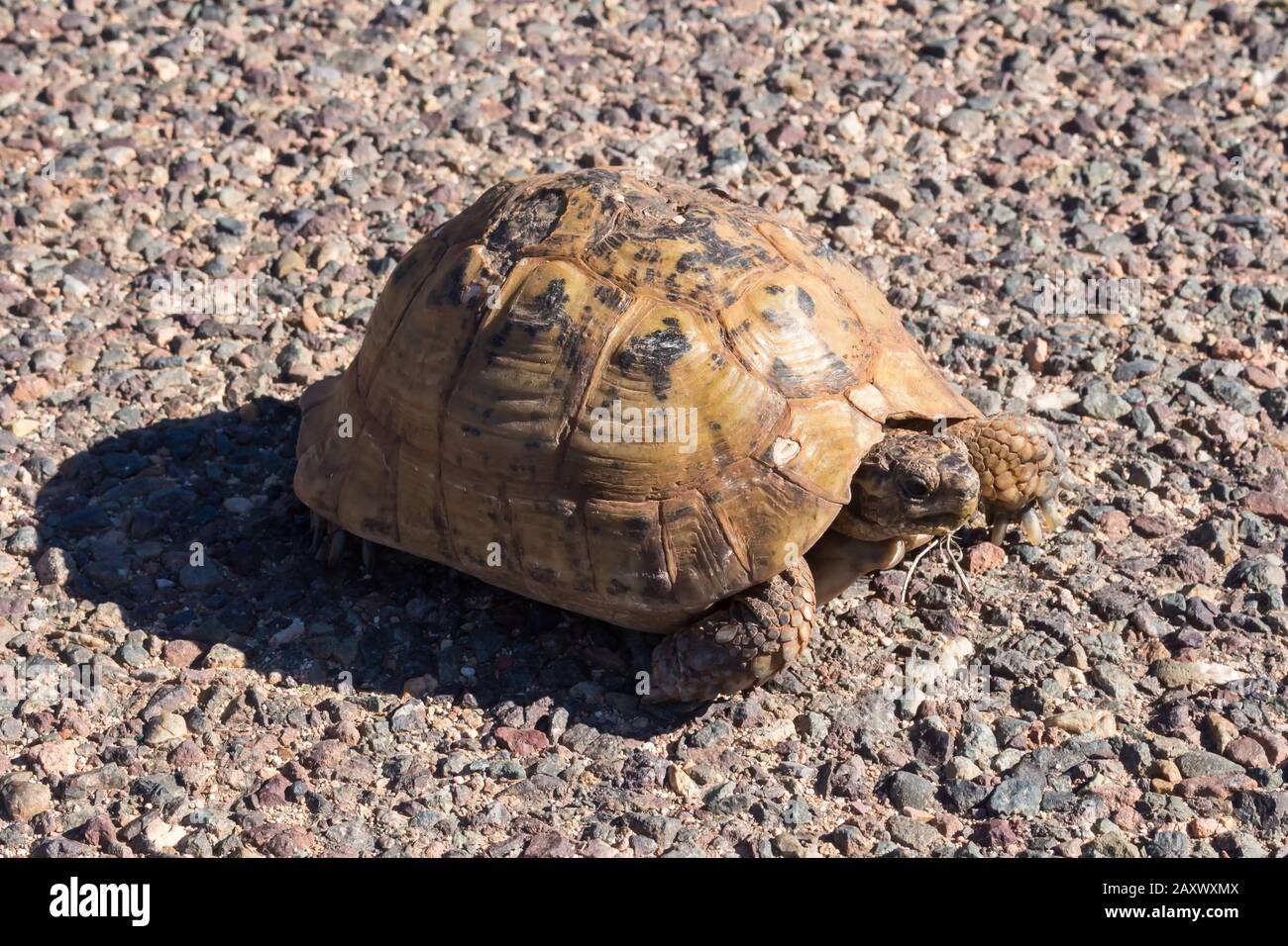 Turtle with many old damages of the shell, crossing the road. Bright ...