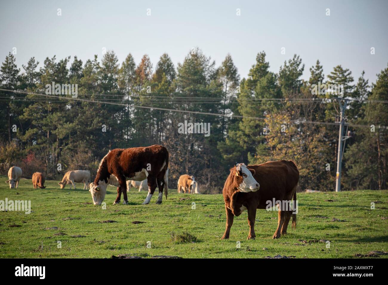 A group of grazing cows on a farmland. Cows on green field eating fresh ...