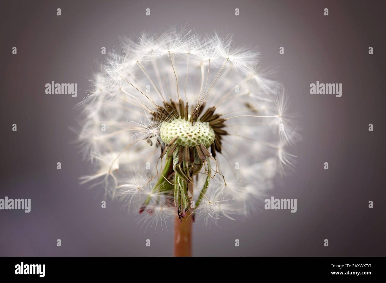 Dandelion pod hi-res stock photography and images - Alamy