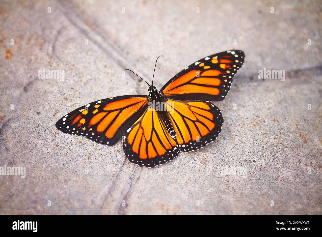 Monarch wingspan hi-res stock photography and images - Alamy