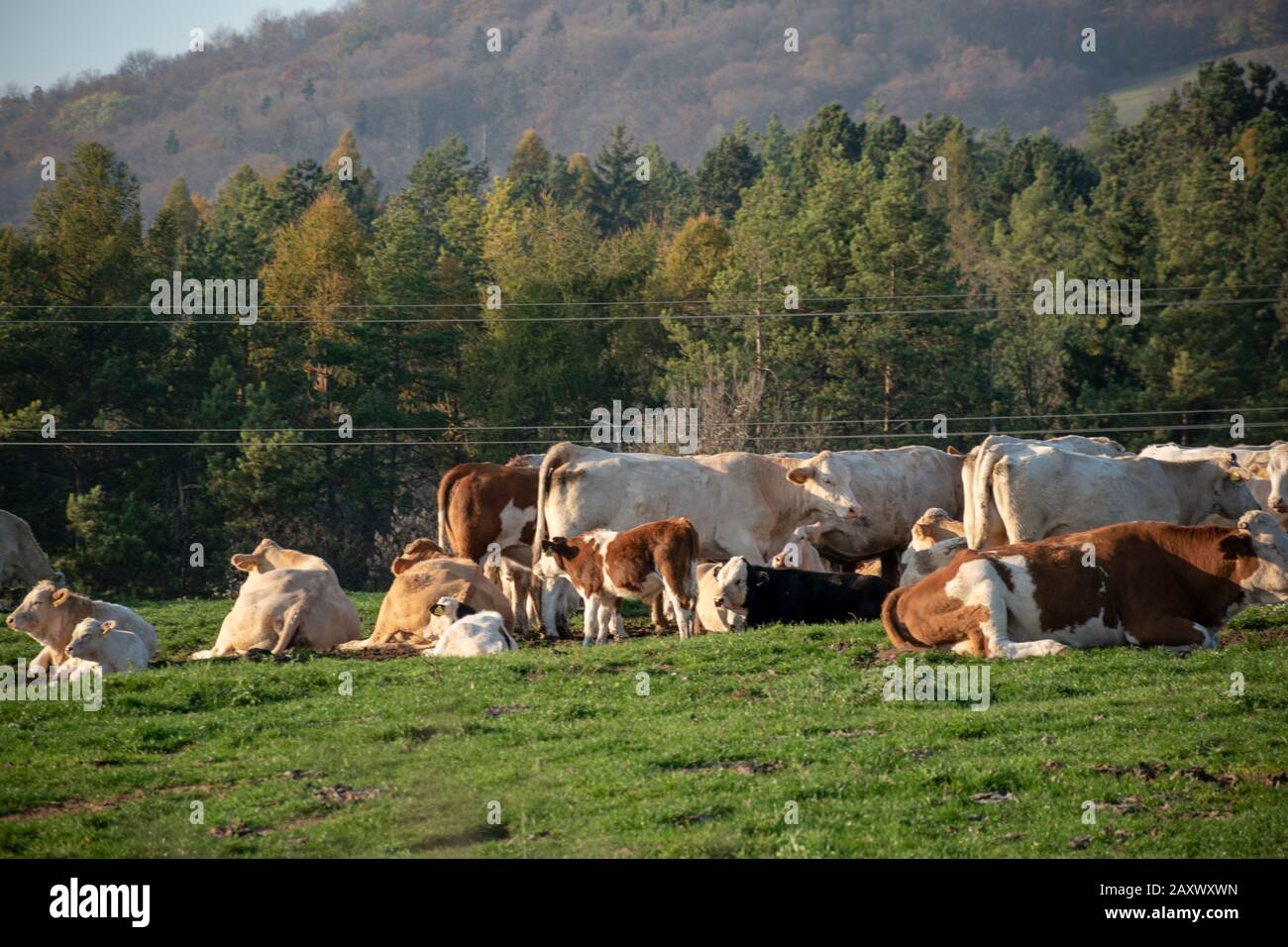 A group of grazing cows on a farmland. Cows on green field eating fresh ...