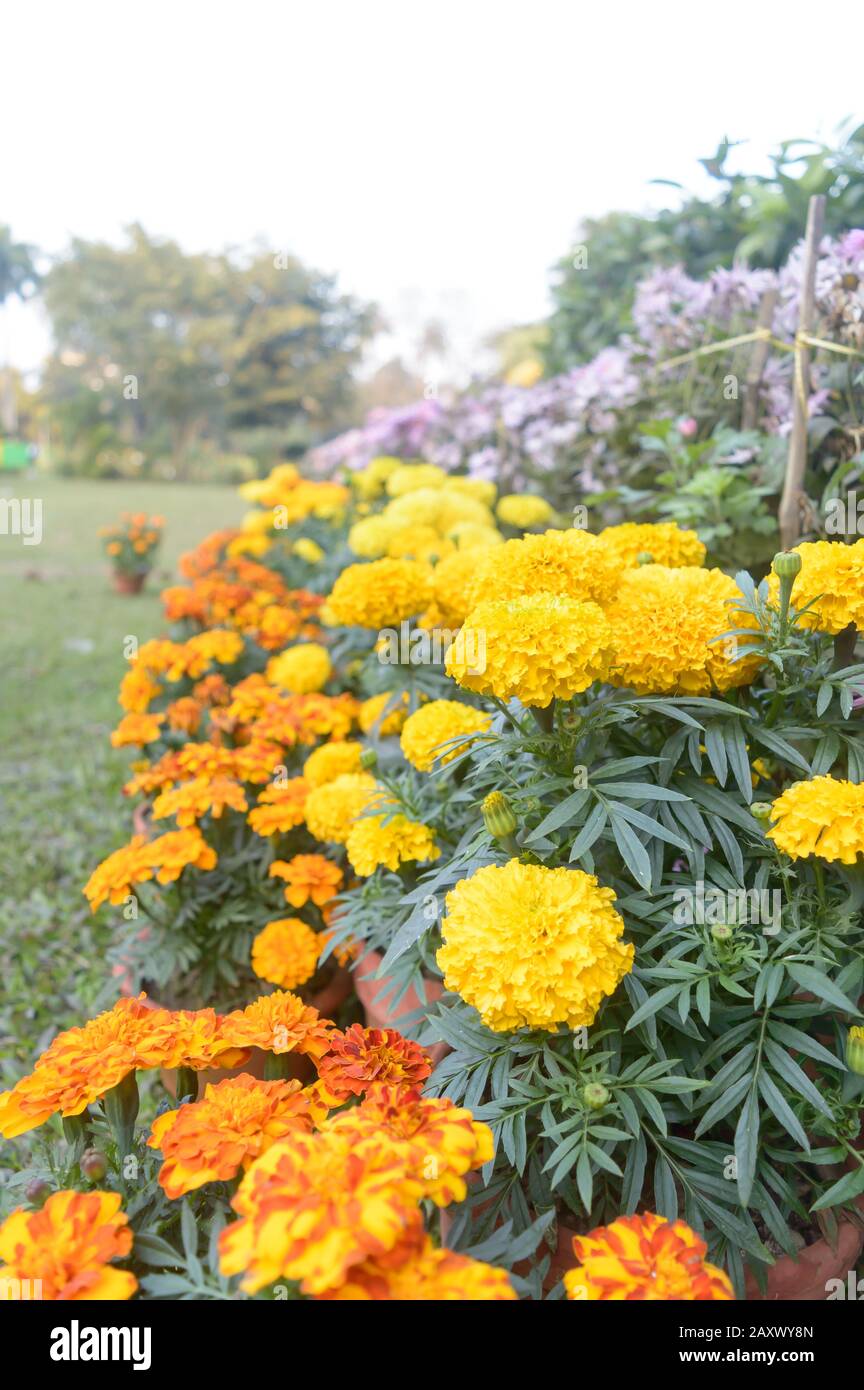 Marigold Flower (Tagetes Erecta) Nursery Plant in bloom in late spring ...
