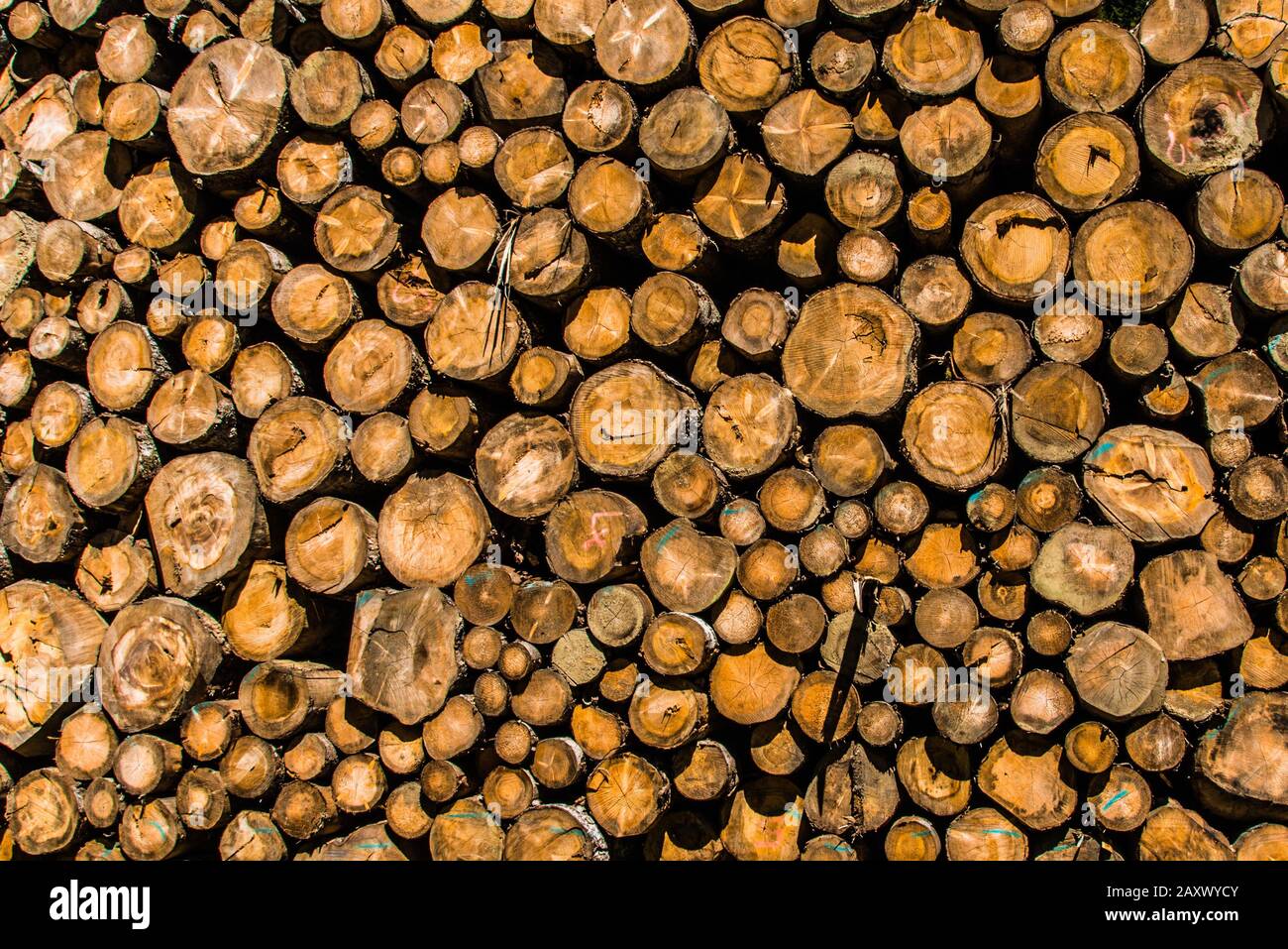 A pile of logs Stock Photo - Alamy