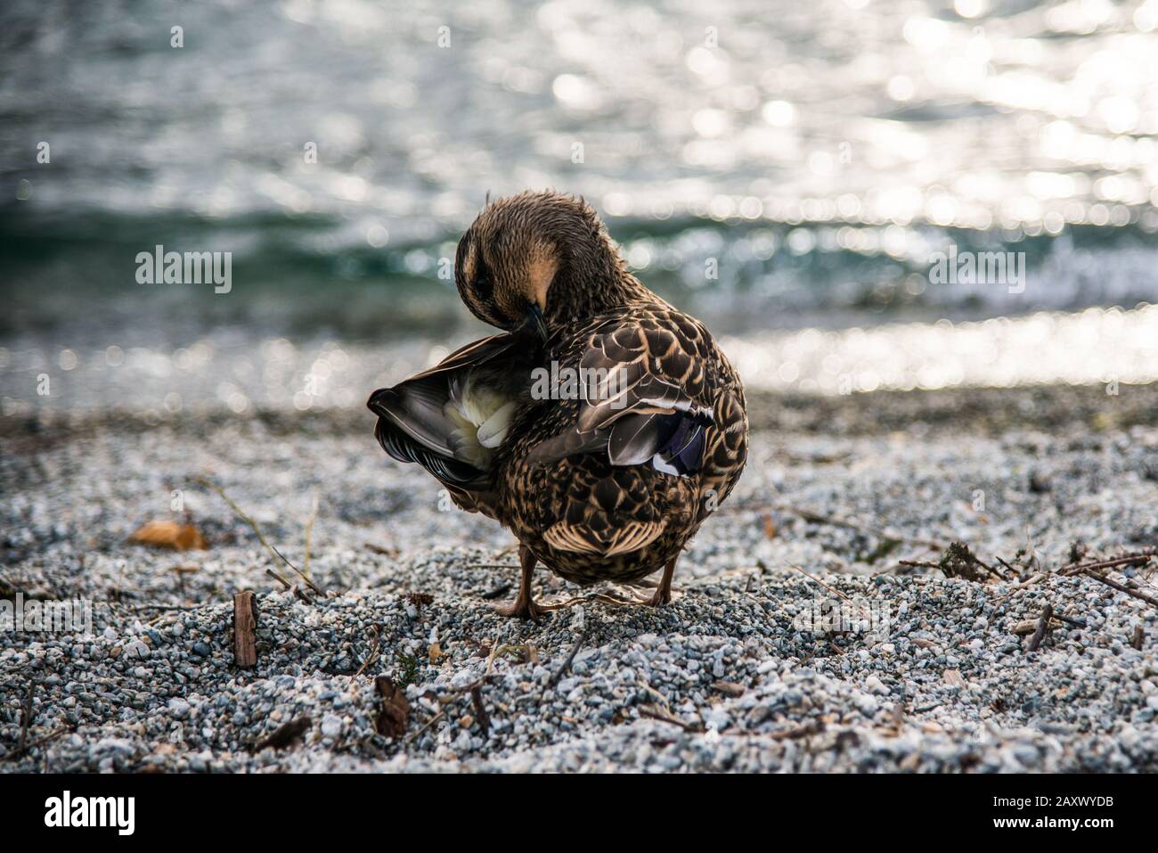 Funny duck washing herself on a lake shore Stock Photo - Alamy
