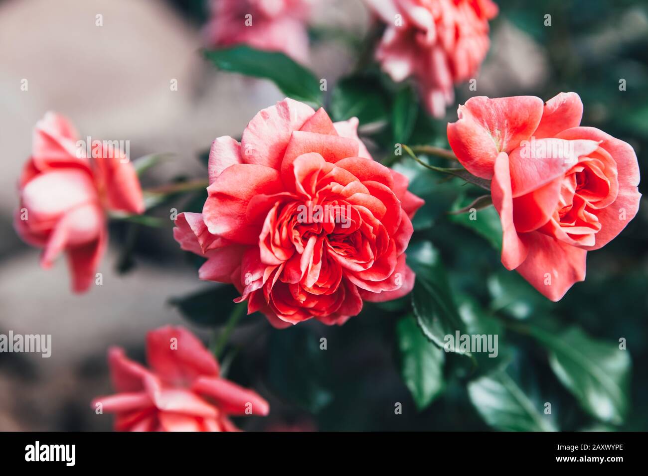 Beautiful pink rose flowers in summer time. Nature background with ...