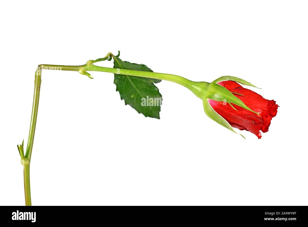 Single broken red rose on white background Stock Photo - Alamy