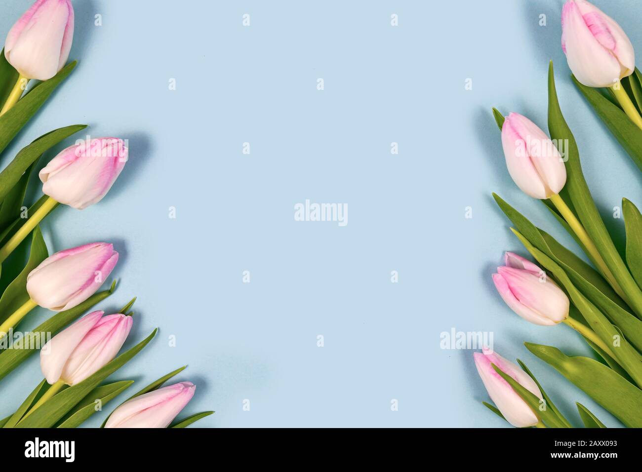 White tulip spring flowers with pink tips forming border around edges ...