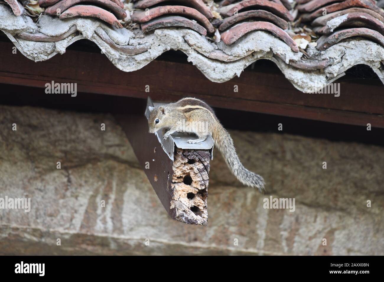 Indian Palm squirrel on the roof at the Heritage Madurai Hotel, Madurai ...