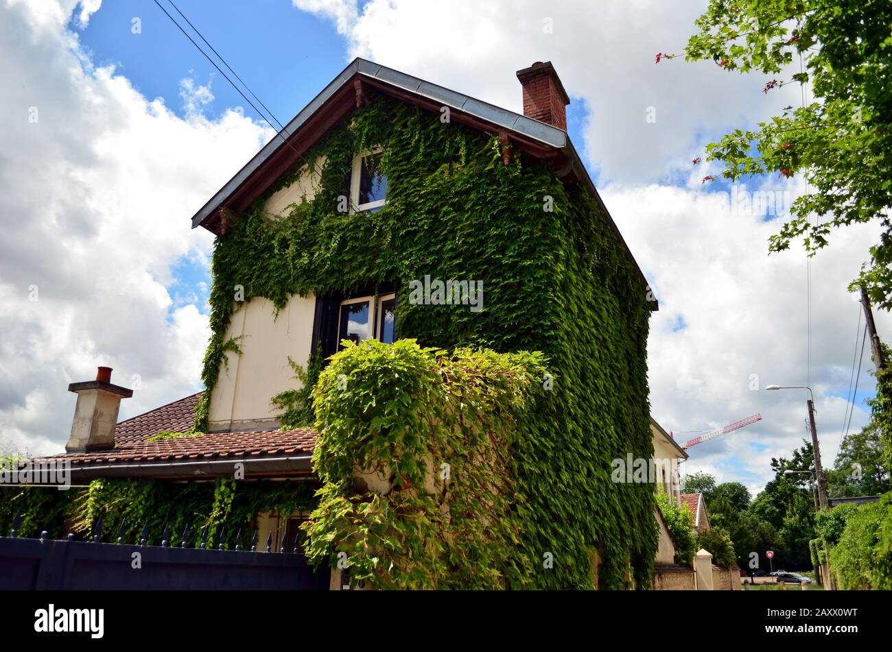 House covered with green wild grapes Stock Photo - Alamy