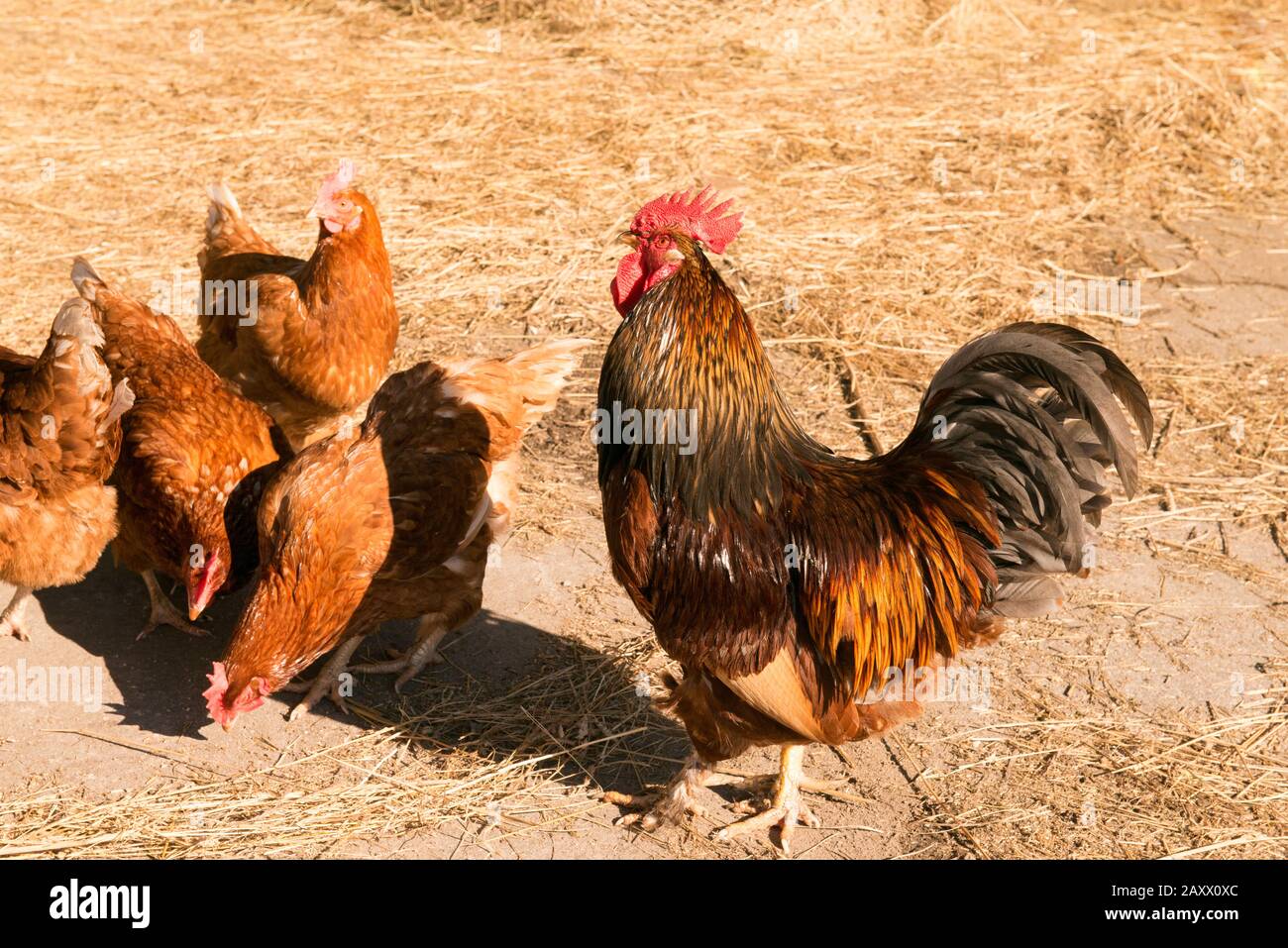 Rooster with chickens walking on a hay at the countryside. flock of ...