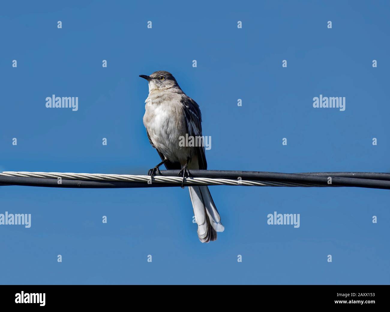 Northern Mockingbird Flight High Resolution Stock Photography and ...