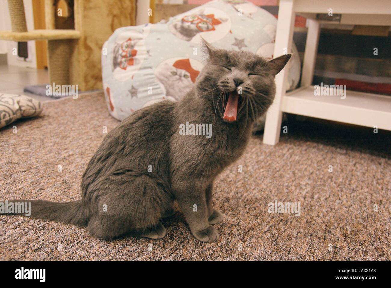 Very funny cat laughing of the close up Stock Photo - Alamy