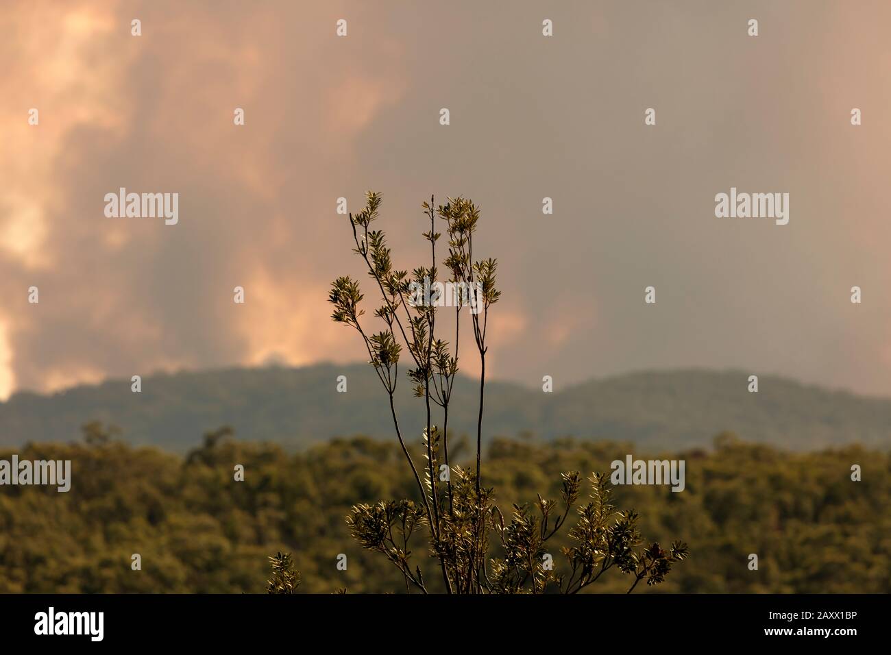 Bush fire smoke in a valley in The Blue Mountains in Australia Stock ...