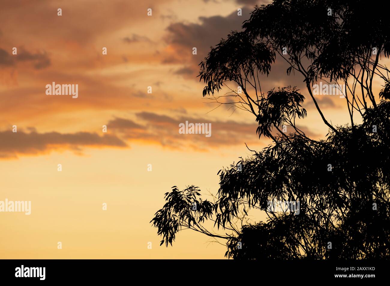 Gum ridge hi-res stock photography and images - Alamy