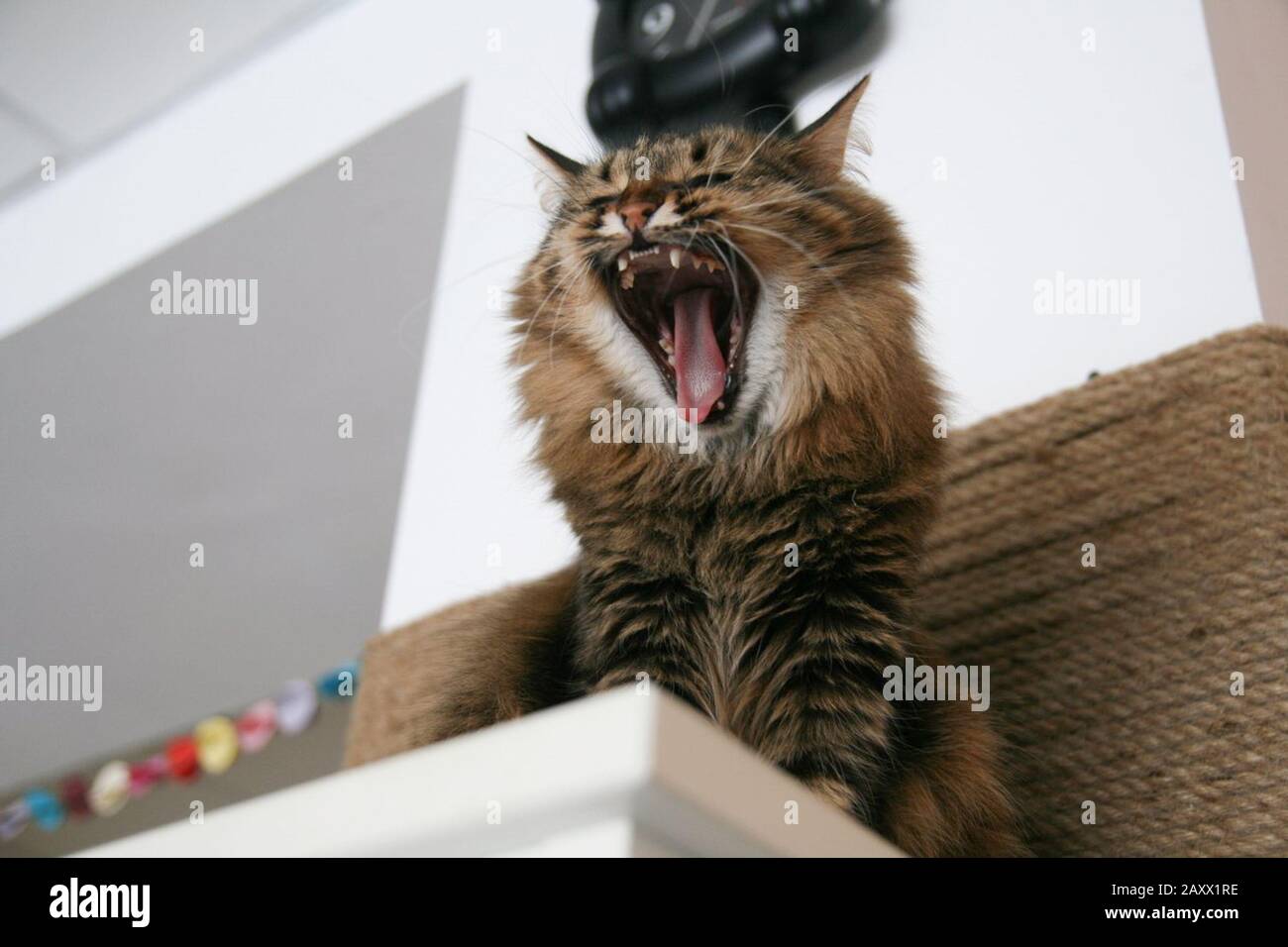 Sweet young cat laughing hi-res stock photography and images - Alamy