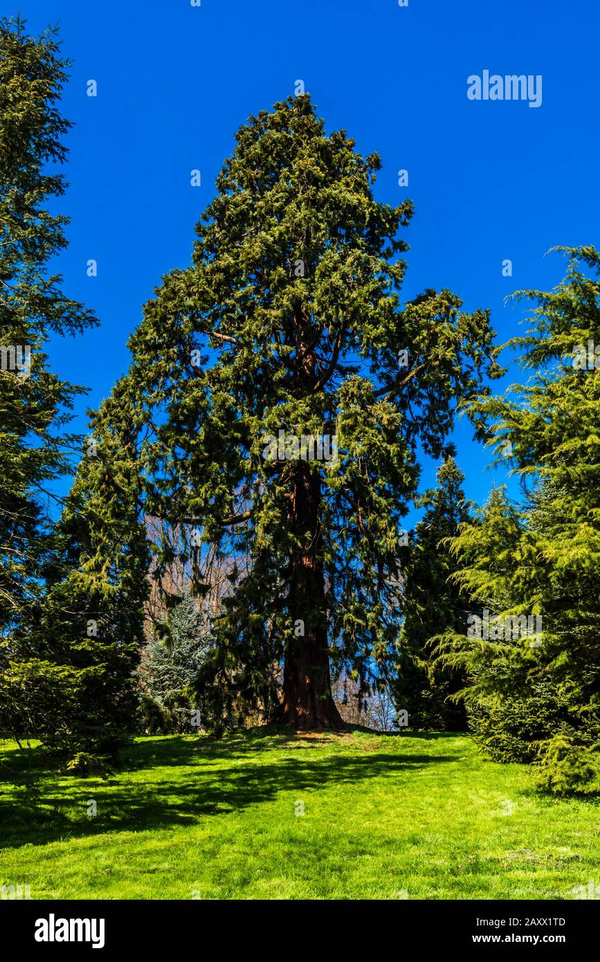 Huge conifer tree at Waddesdon Manor, Buckinghamshire, UK Stock Photo ...