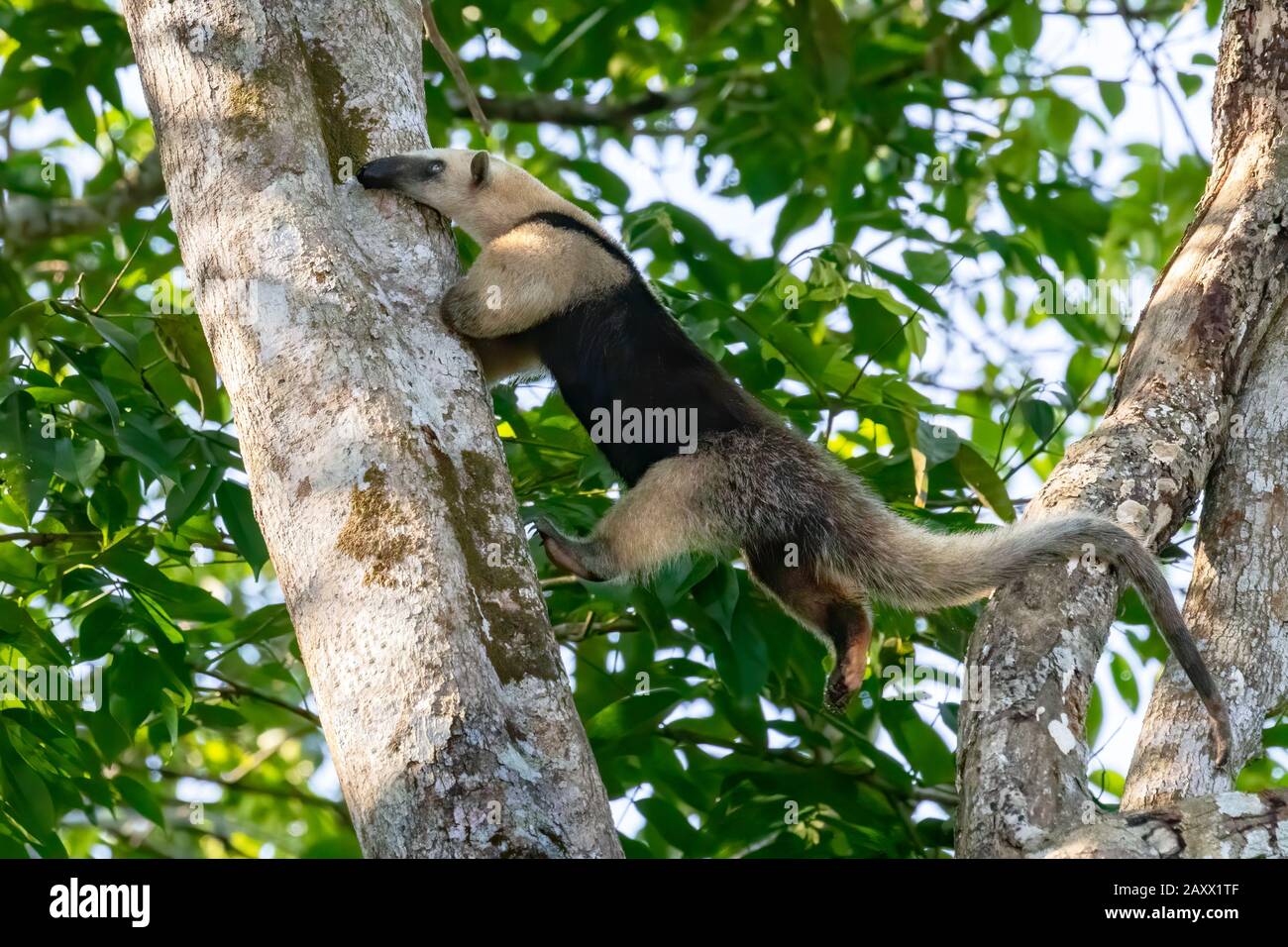 An anteater or northern tamandua (Tamandua mexicana) forages in a tree ...