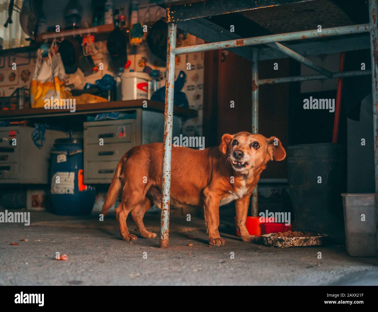Dog eating under table hi-res stock photography and images - Alamy