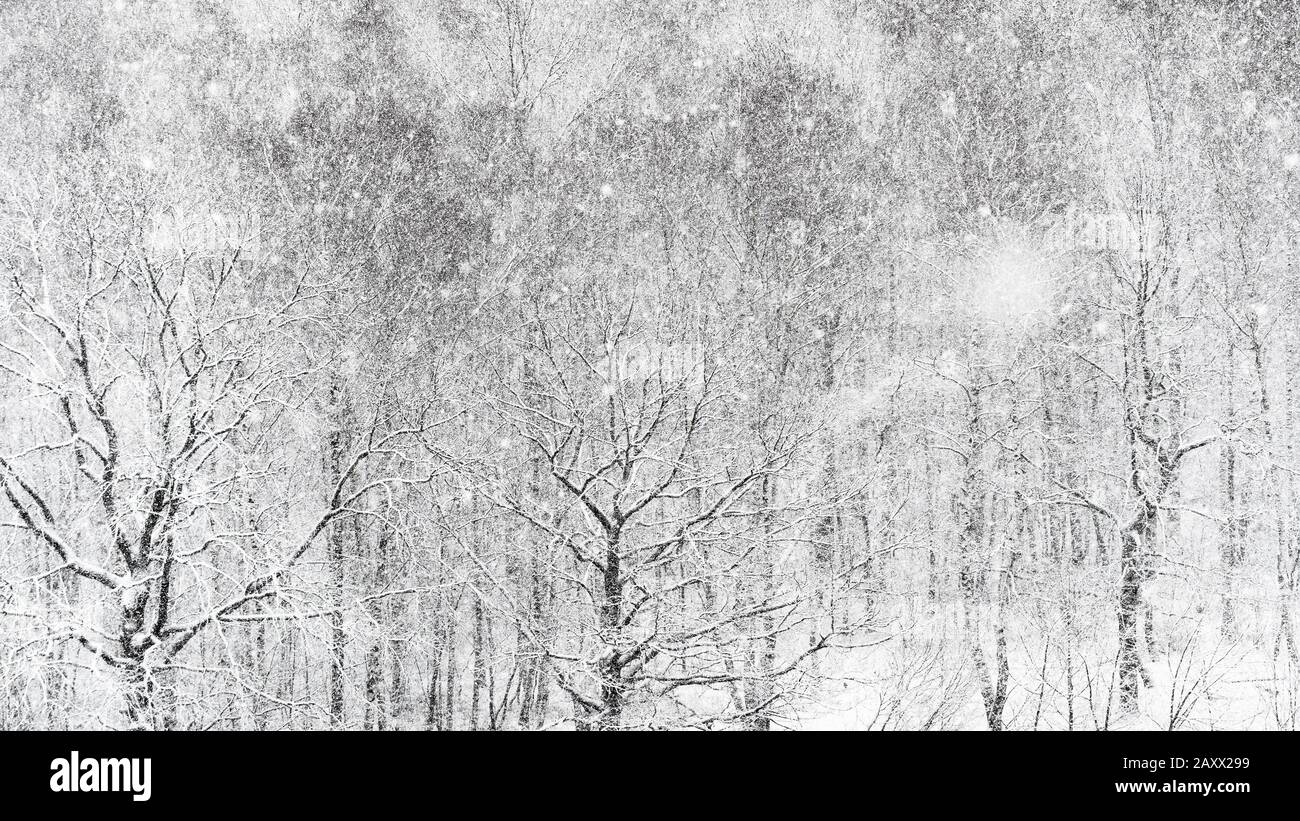 Snowfall snow winter snowflake heavy hi-res stock photography and ...