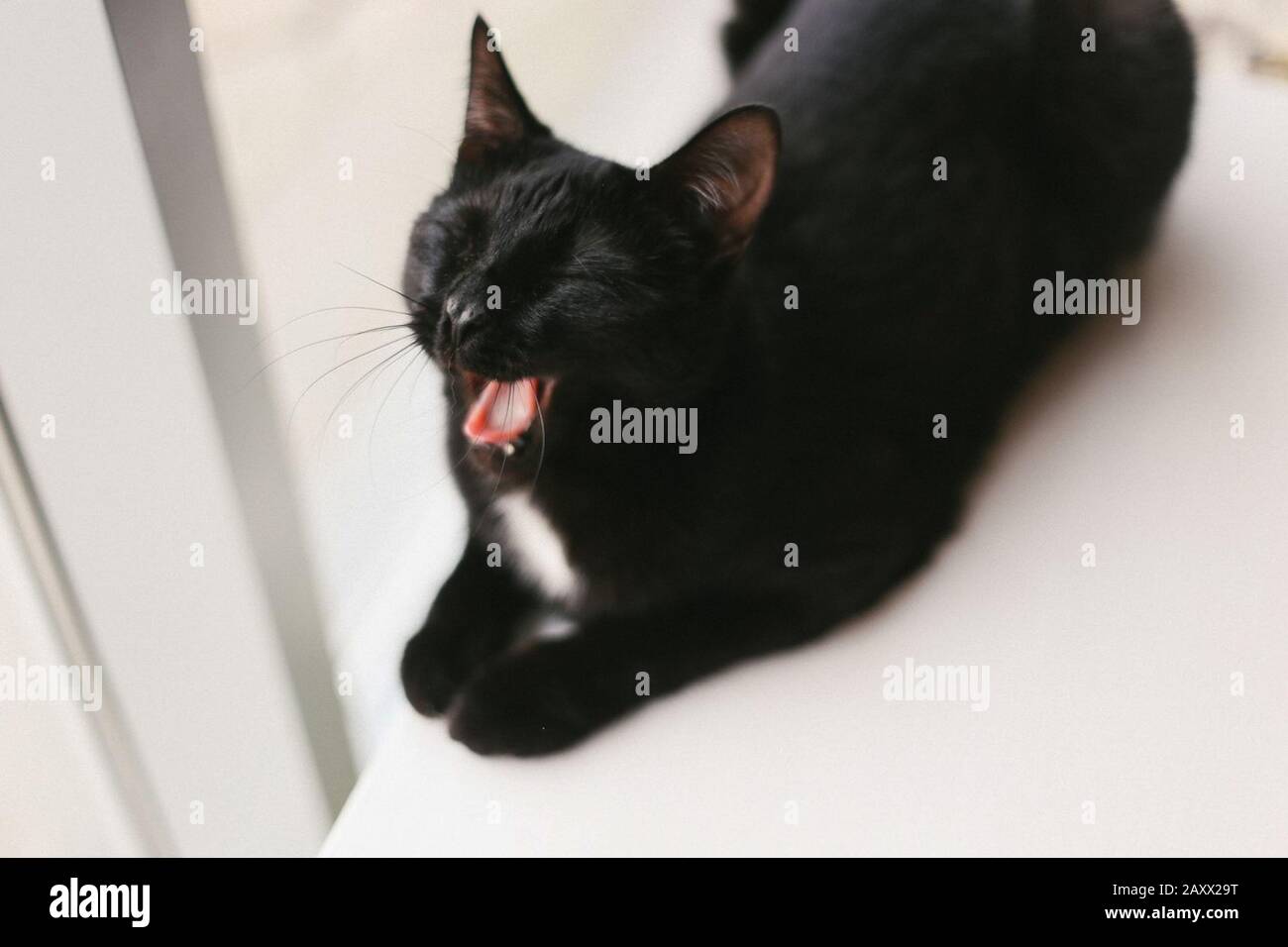 Very funny cat laughing of the close up Stock Photo - Alamy