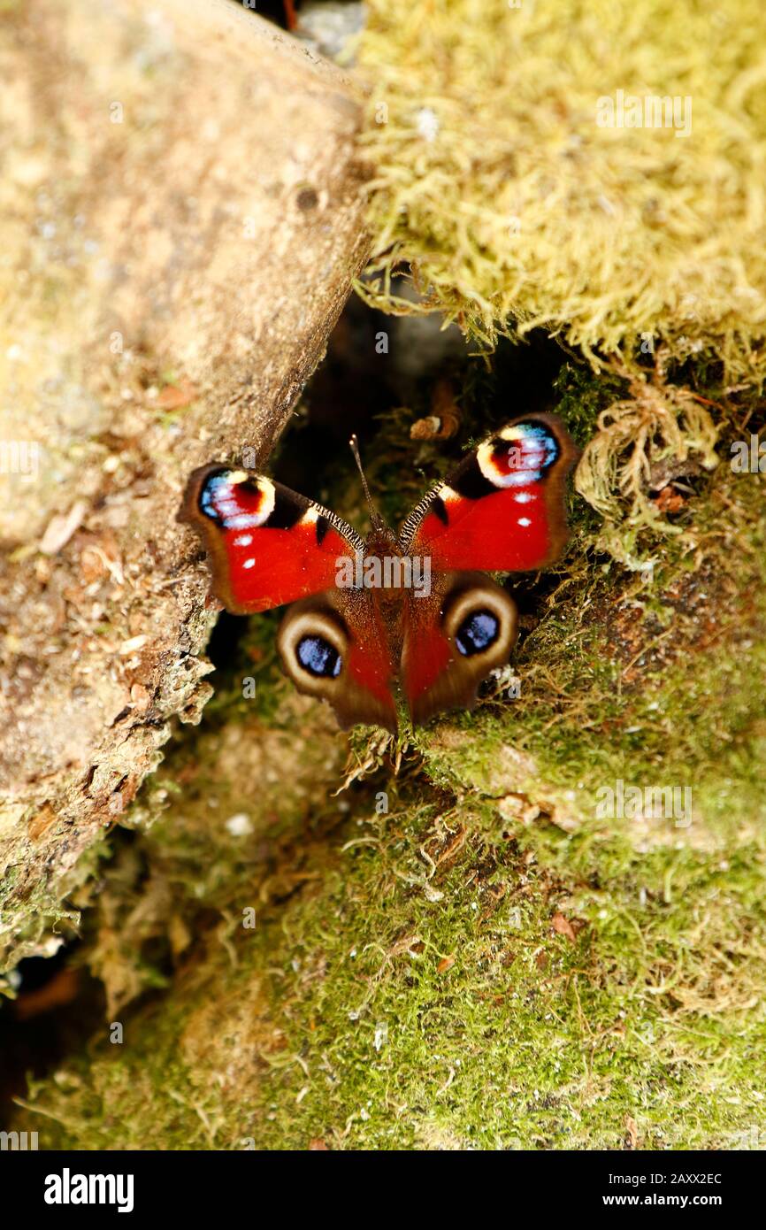 Peacock Butterfly nestled in to a log pile Stock Photo - Alamy