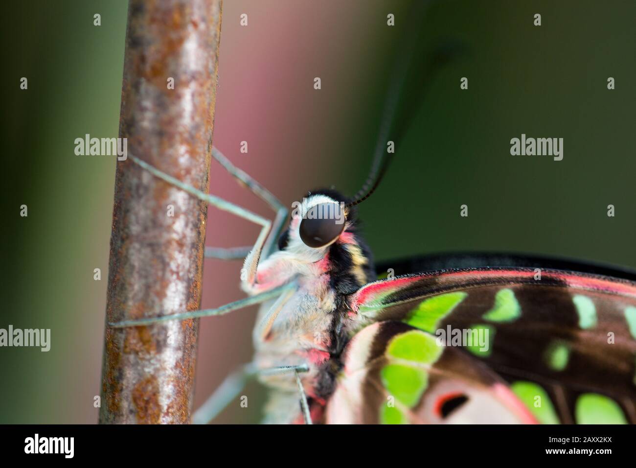 macro butterfly eye Stock Photo - Alamy
