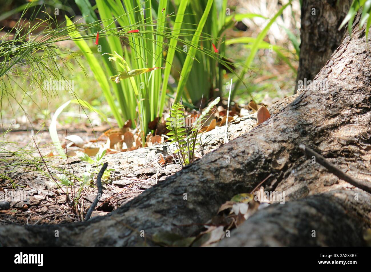 Australian woodland floor hi-res stock photography and images - Alamy