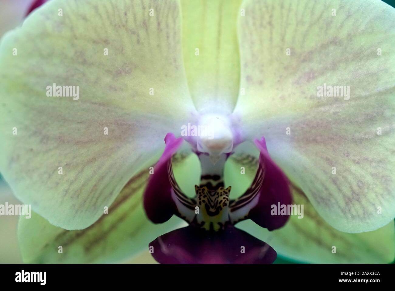 Close-up of the real blooming flower - orchid phalaenopsis Stock Photo ...